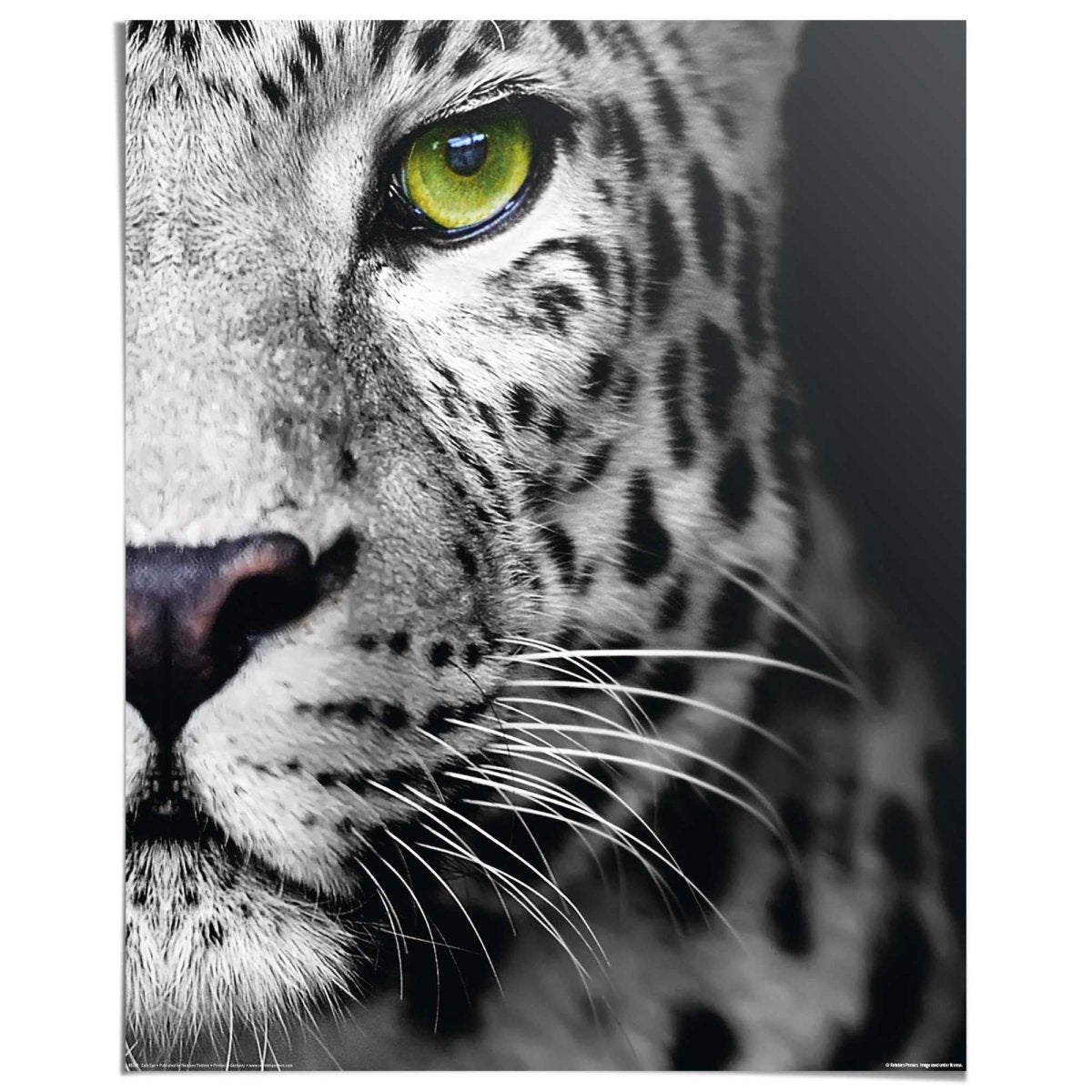 Poster Leopardenguck 50x40 | Reinders – Reindersshop